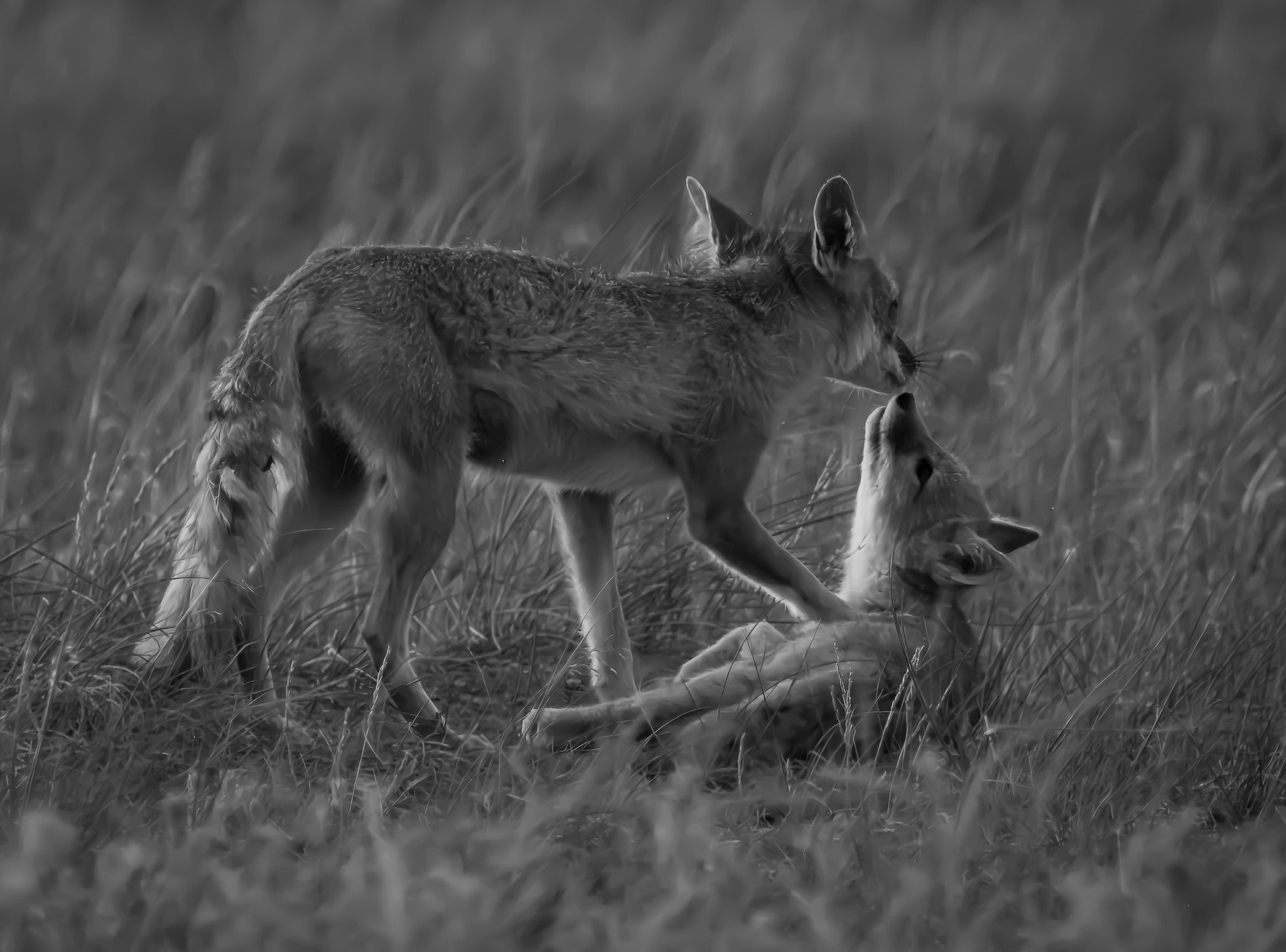 Canvas Print- "Sorry Mom" Fox – Works of Wyoming Gift n Gallery